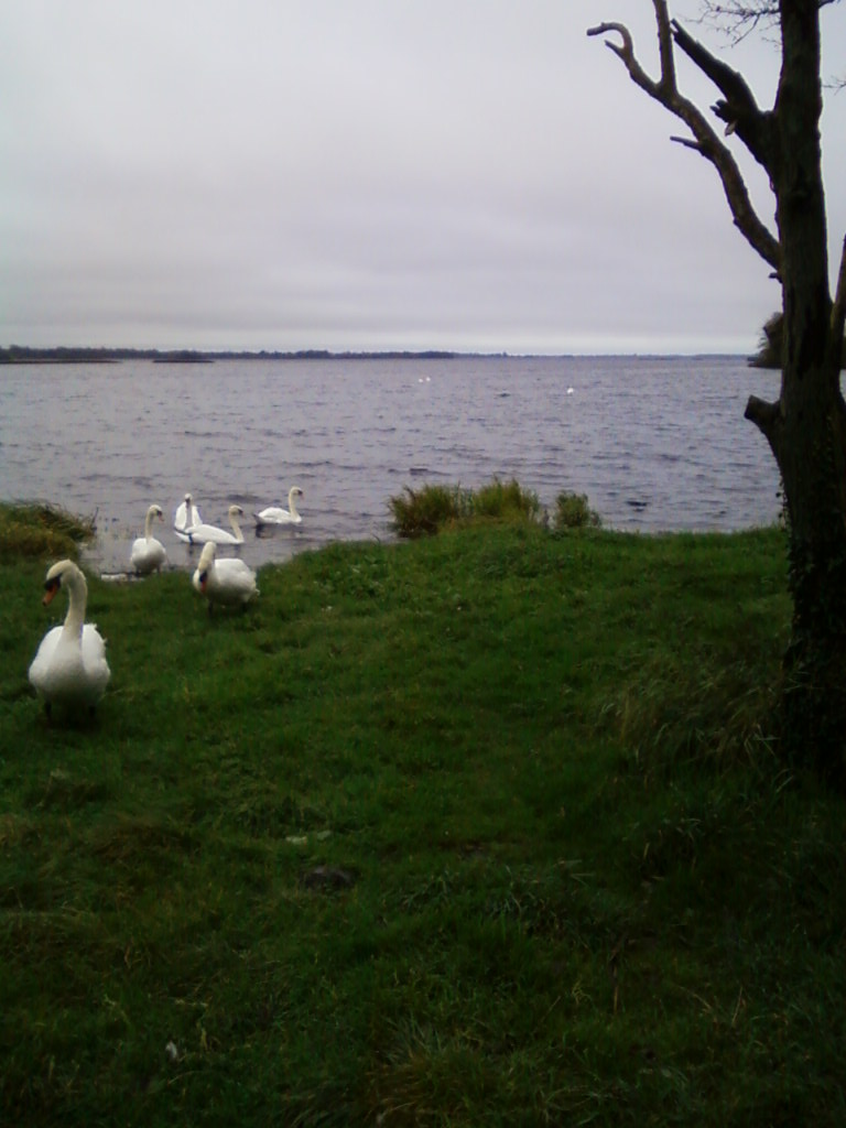Lacy’s Canal | Irish waterways history